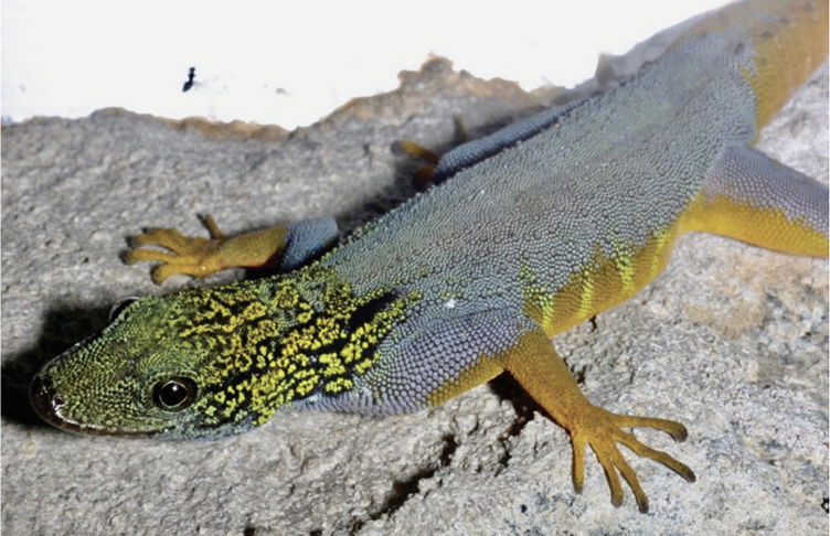 Assessment of the threat status of reptile species from Vietnam ...
